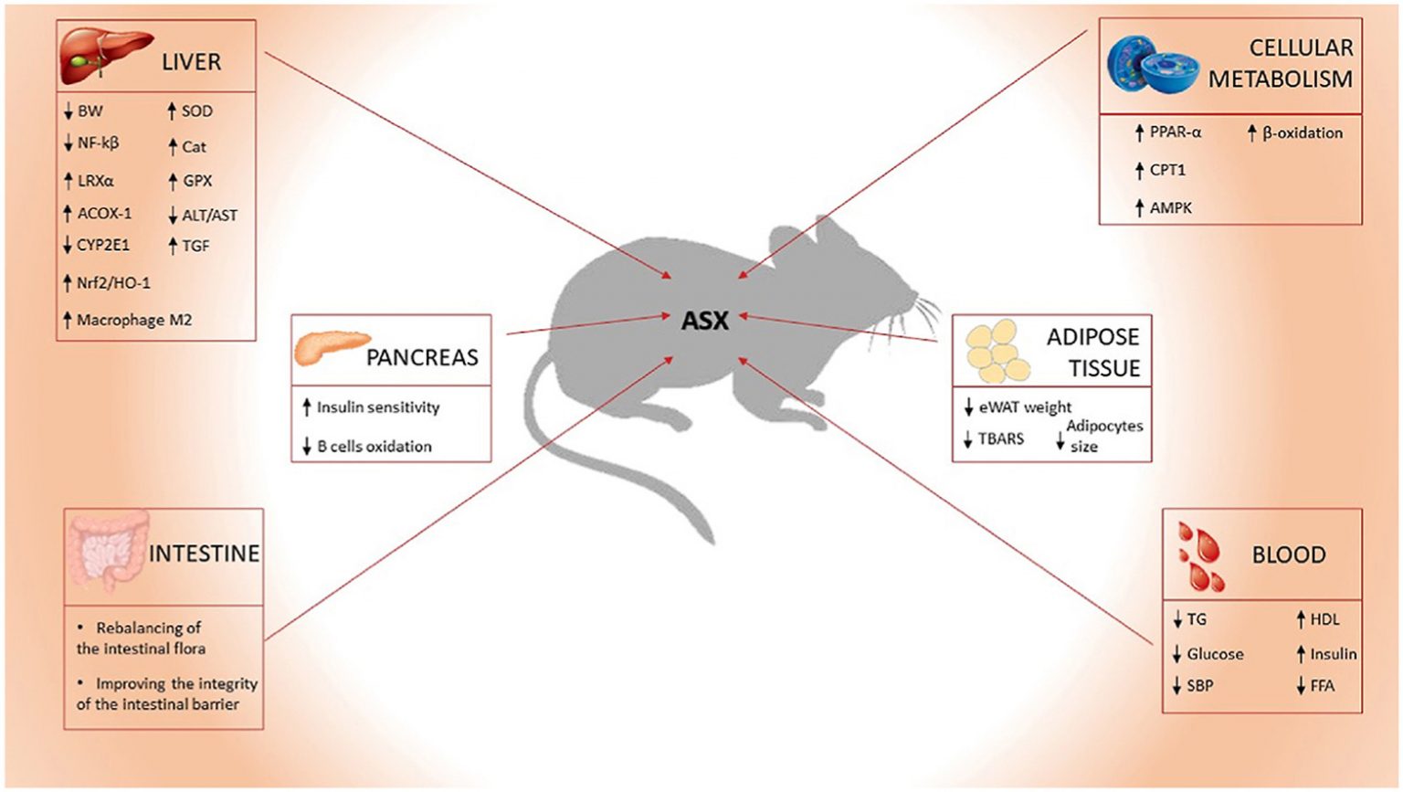 Effects of astaxanthin in animal models of obesity-associated diseases ...